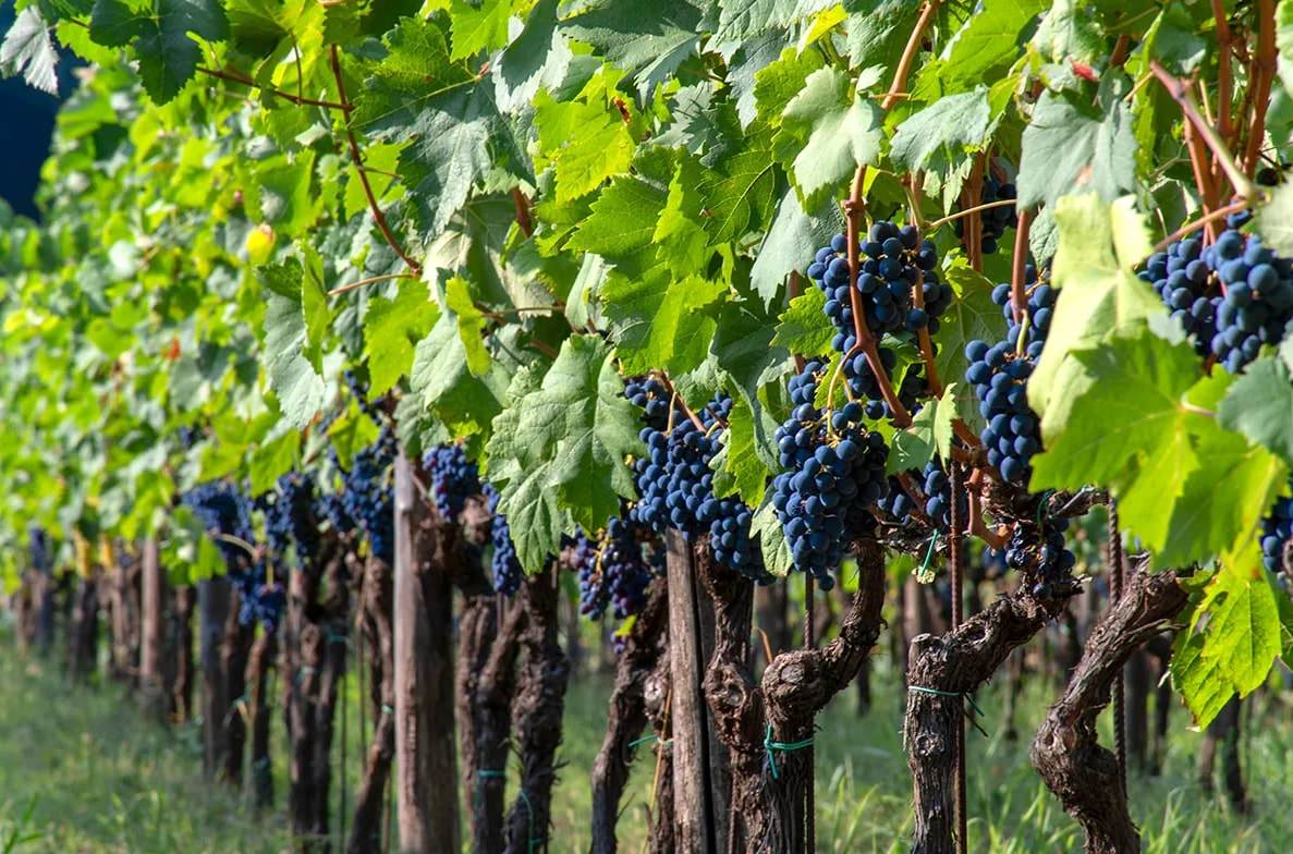 Enoturismo, alla scoperta del Magliocco canino • Meraviglie di Calabria