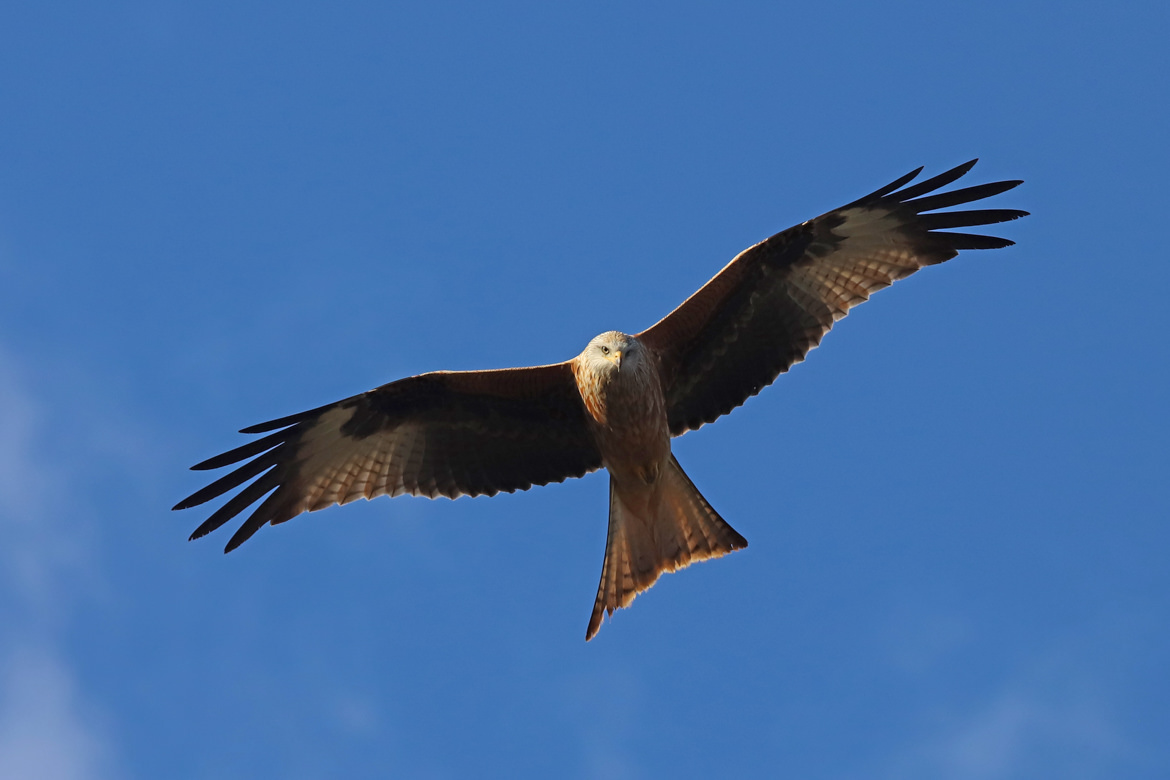 Parco Nazionale dell'Aspromonte, dove torna a volare il nibbio reale ...
