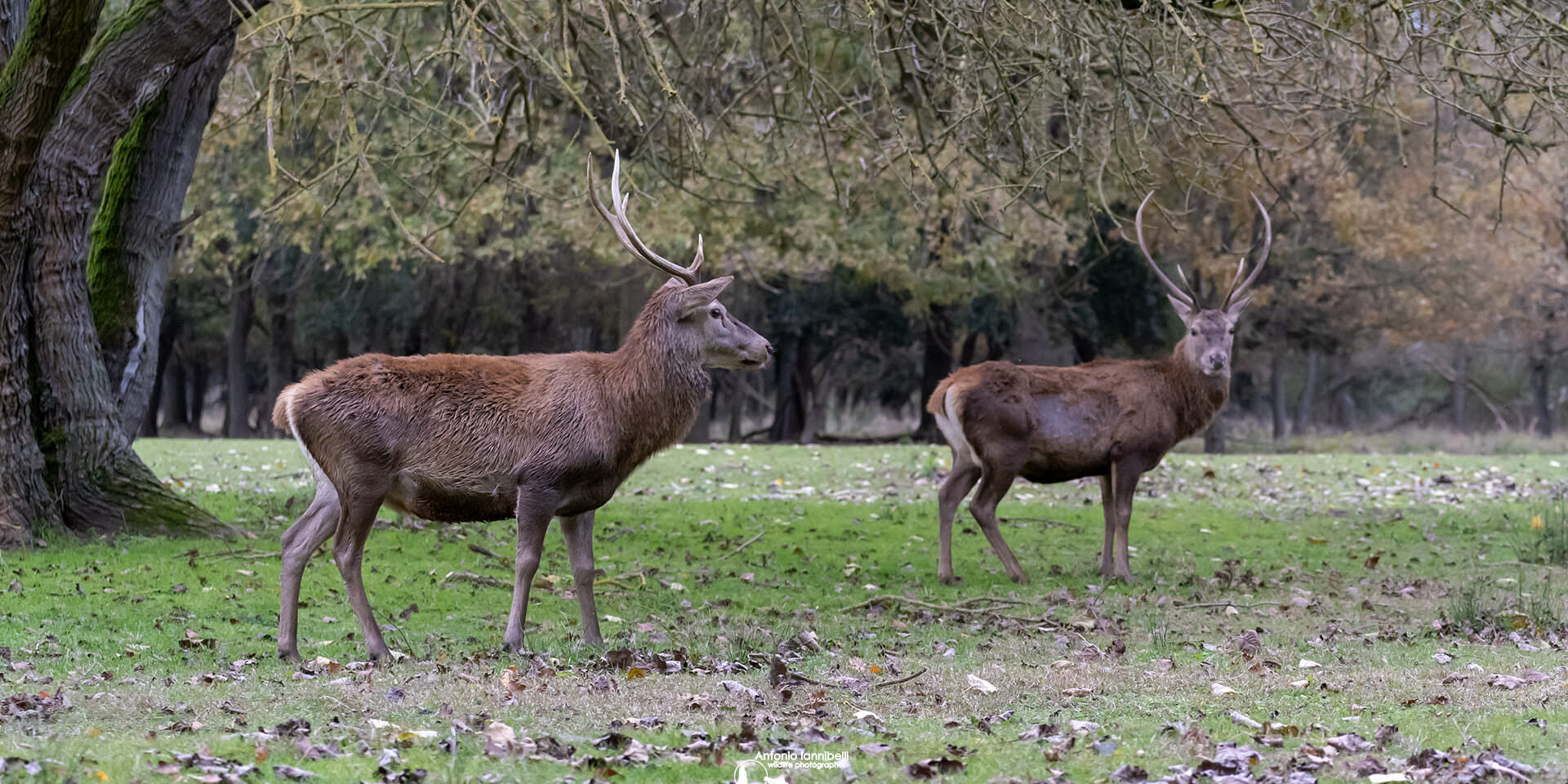 Operazione “Cervo italico” nel Parco delle Serre, la storia finisce su ...