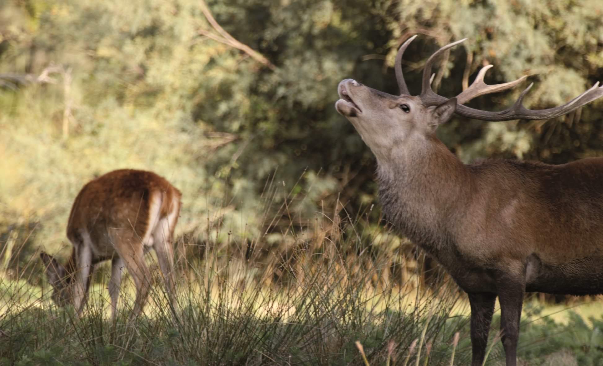 Cervo Italico, il Parco delle Serre è l'habitat ideale • Meraviglie di ...