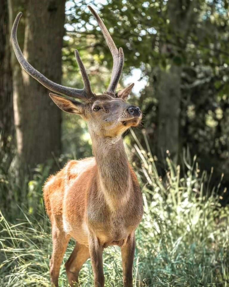 Cervo Italico, il Parco delle Serre è l'habitat ideale • Meraviglie di ...