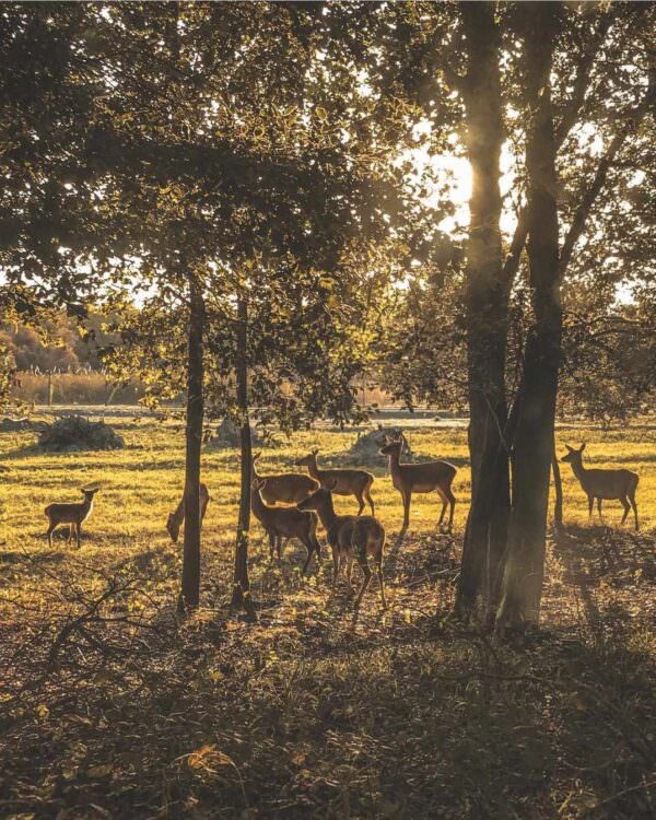 Cervo Italico, il Parco delle Serre è l'habitat ideale • Meraviglie di ...