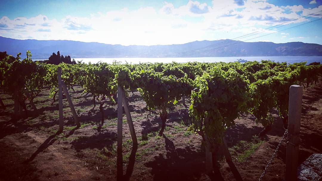 Il vino Criserà sul podio del concorso "Miglior novello d'Italia ...
